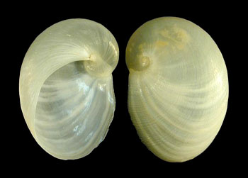 玉螺总科 Naticacea 蓝色动物学（中国动物学科普）